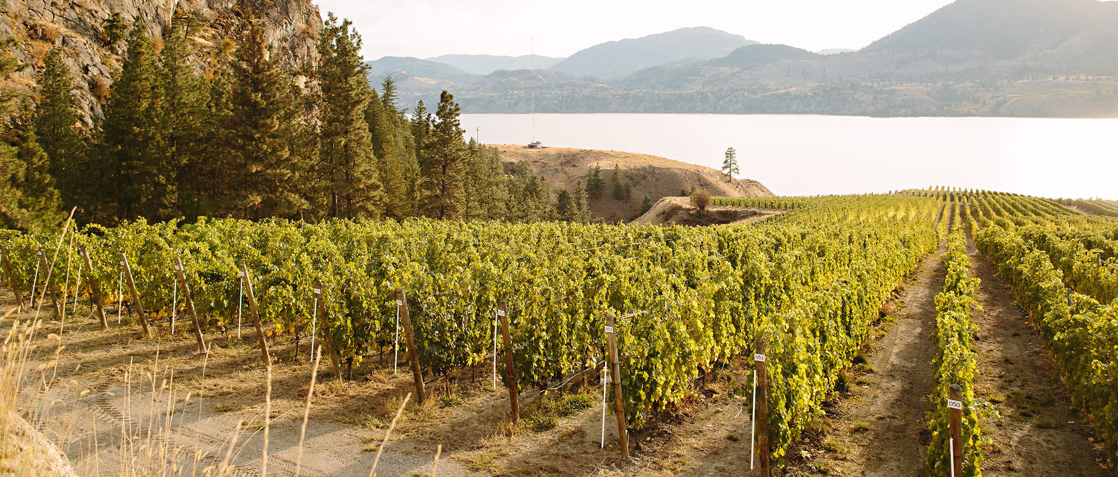 British Columbia Wine Grape Council | BCWGC