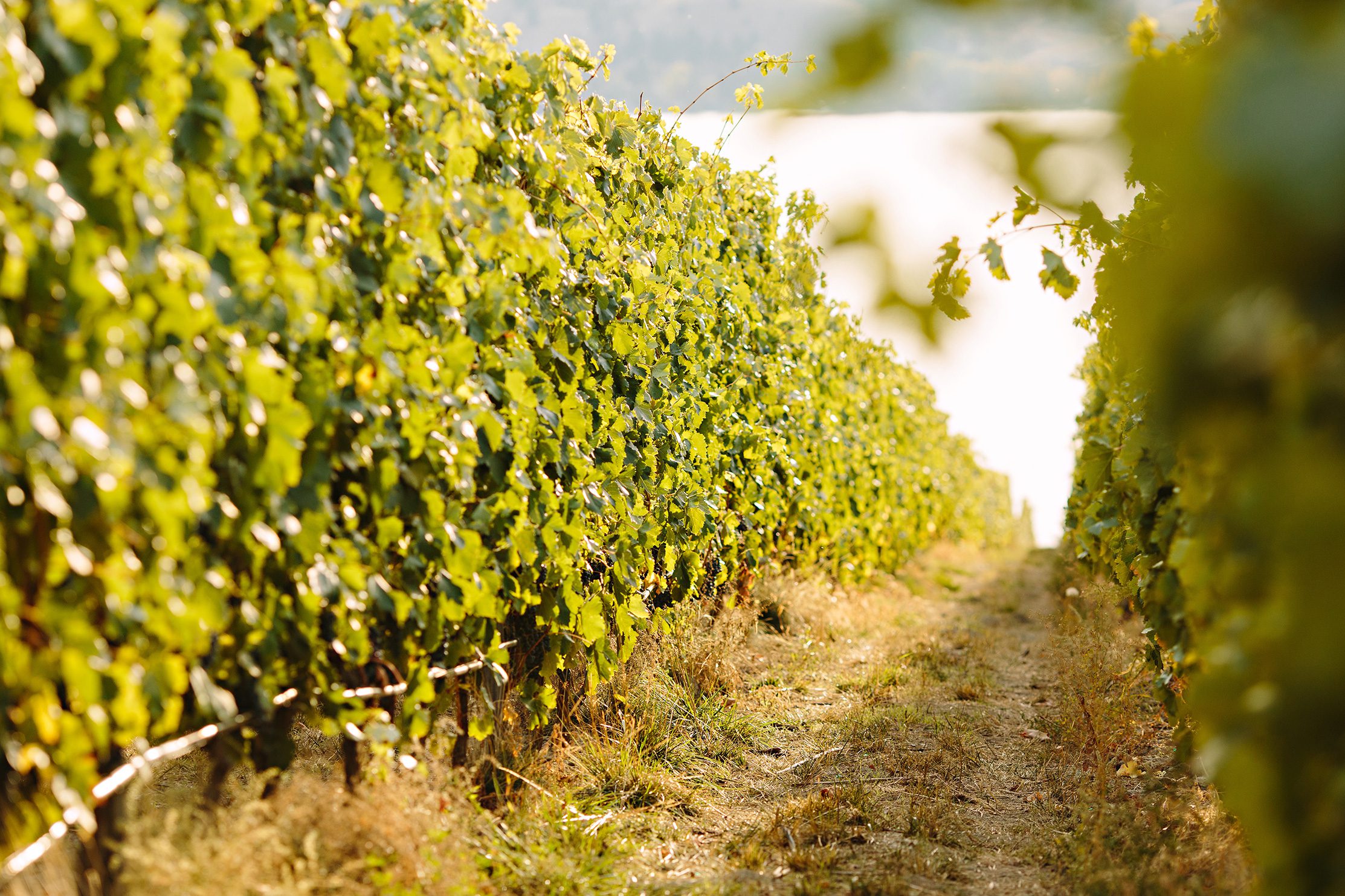 British Columbia Wine Grape Council | BCWGC